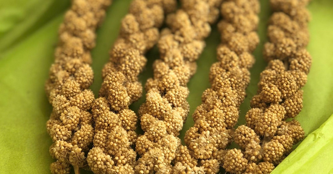 3, 5 or 10 Yellow Millet Sprays Treats for Hamsters Small Animals - Etsy