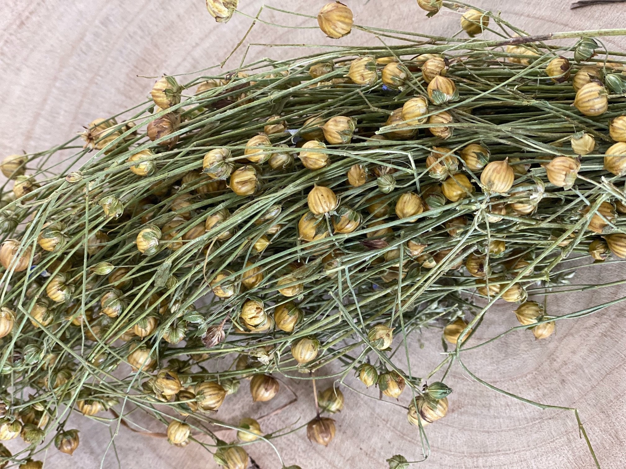 Hamster Organic Natural Flax Linseeds Spray Stalks Forage - Etsy UK