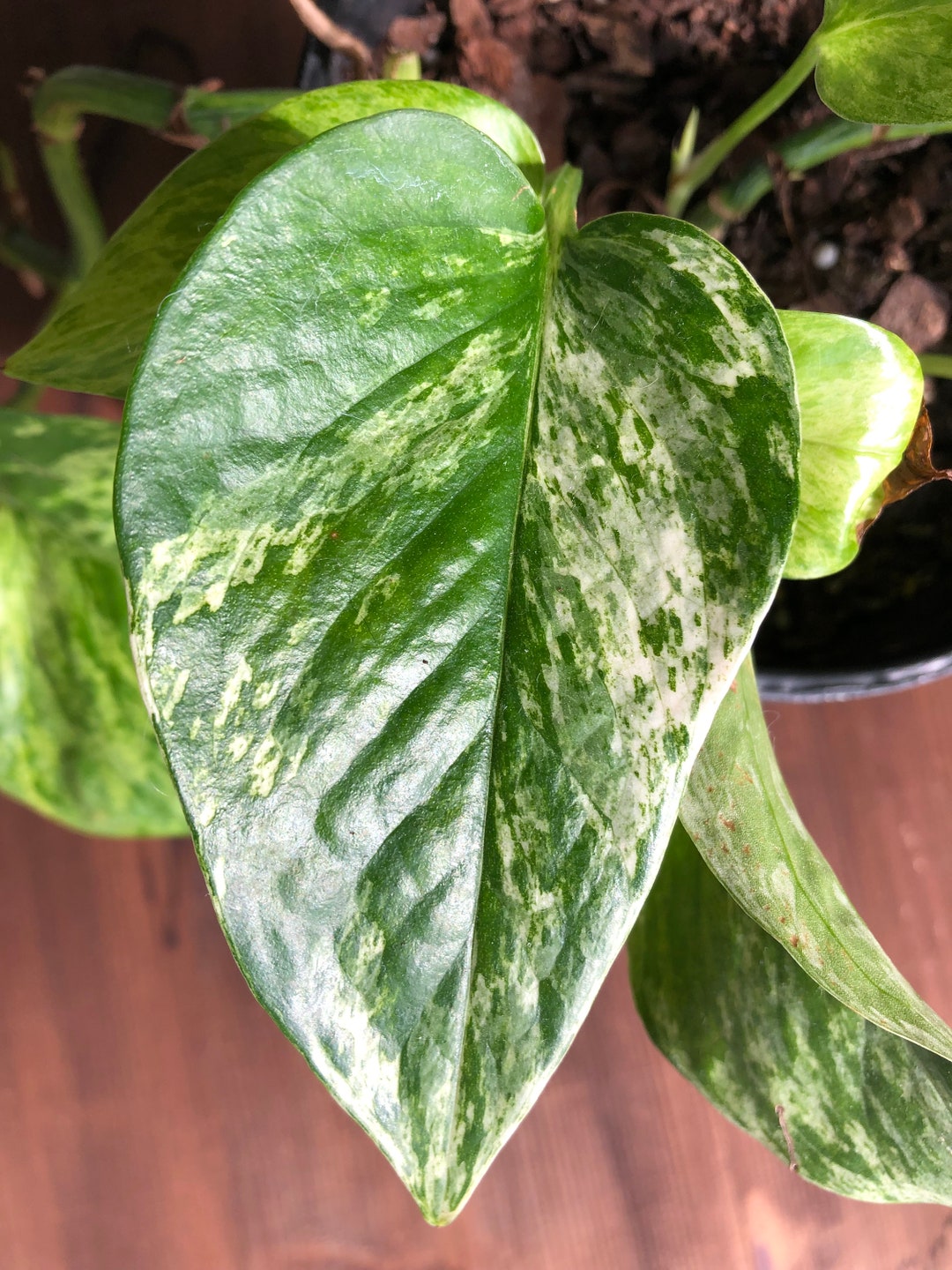 Marble Pothos 4 Pot / Live Plant / House Plant / Pothos - Etsy