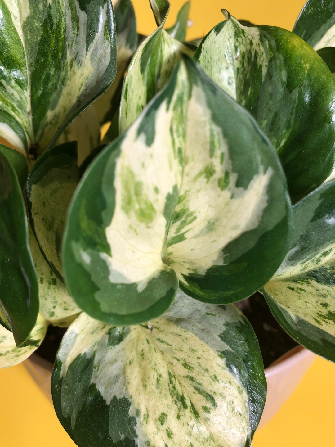 Manjula Pothos 4" Plant / Live Plant / Pothos / House Plant / Pothos ...