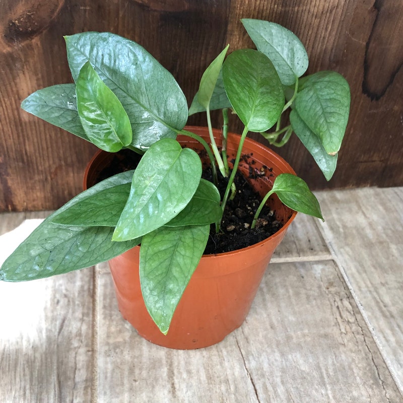 Cebu Blue Pothos - Etsy