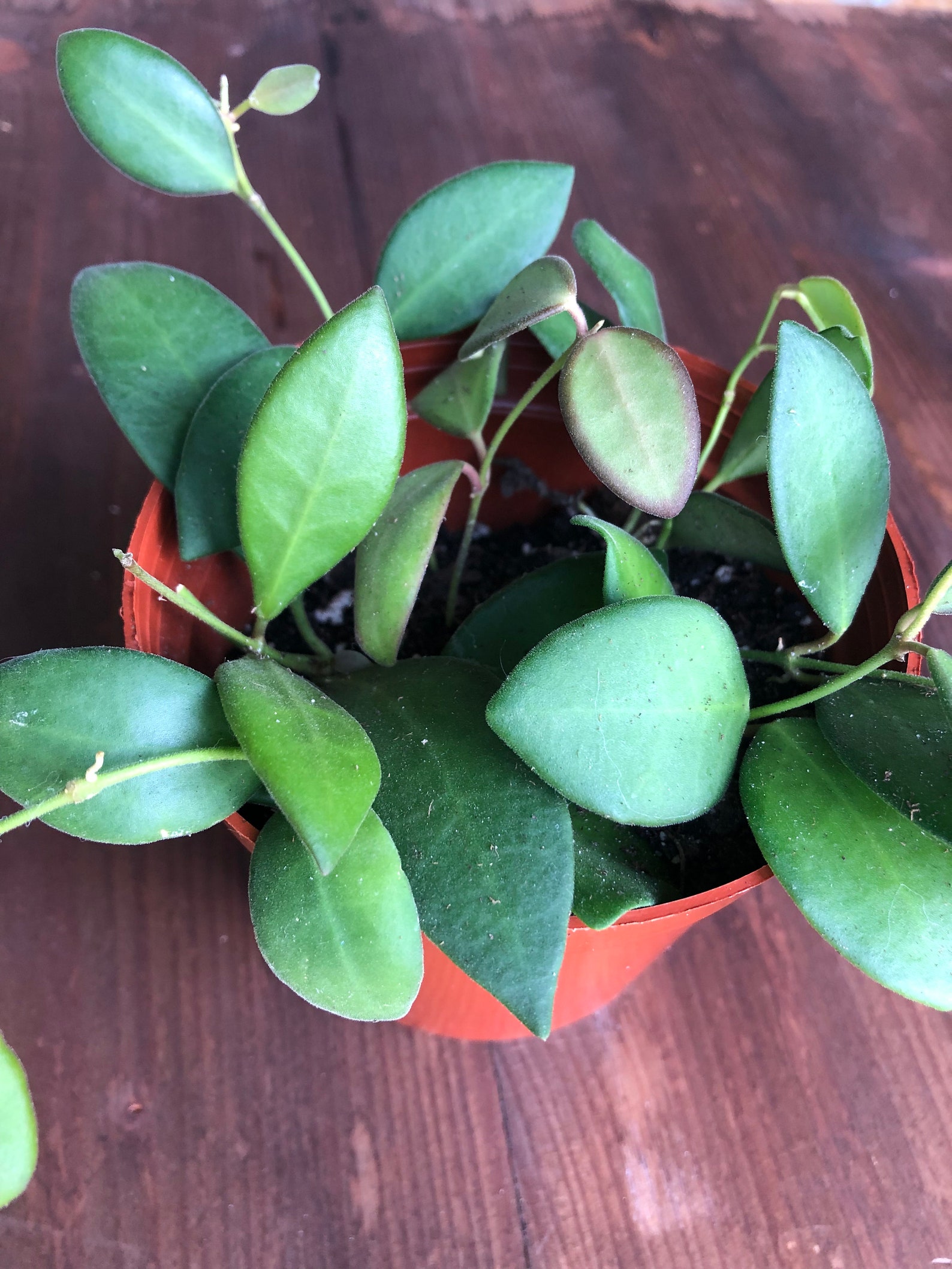 Hoya Bilobata / Hoya DS-70 / Hoya Plant / Hoya - Etsy