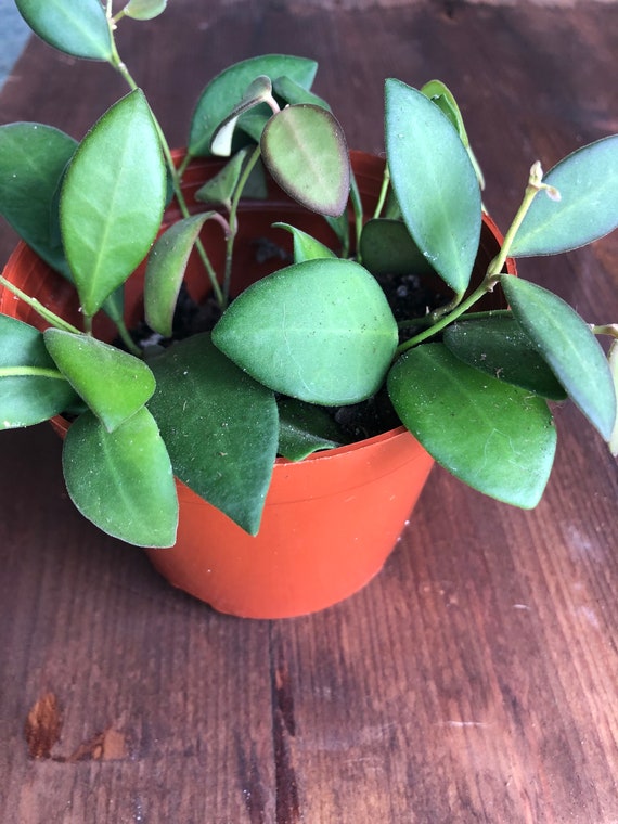 Hoya Bilobata / Hoya DS-70 / Hoya Plant / Hoya - Etsy