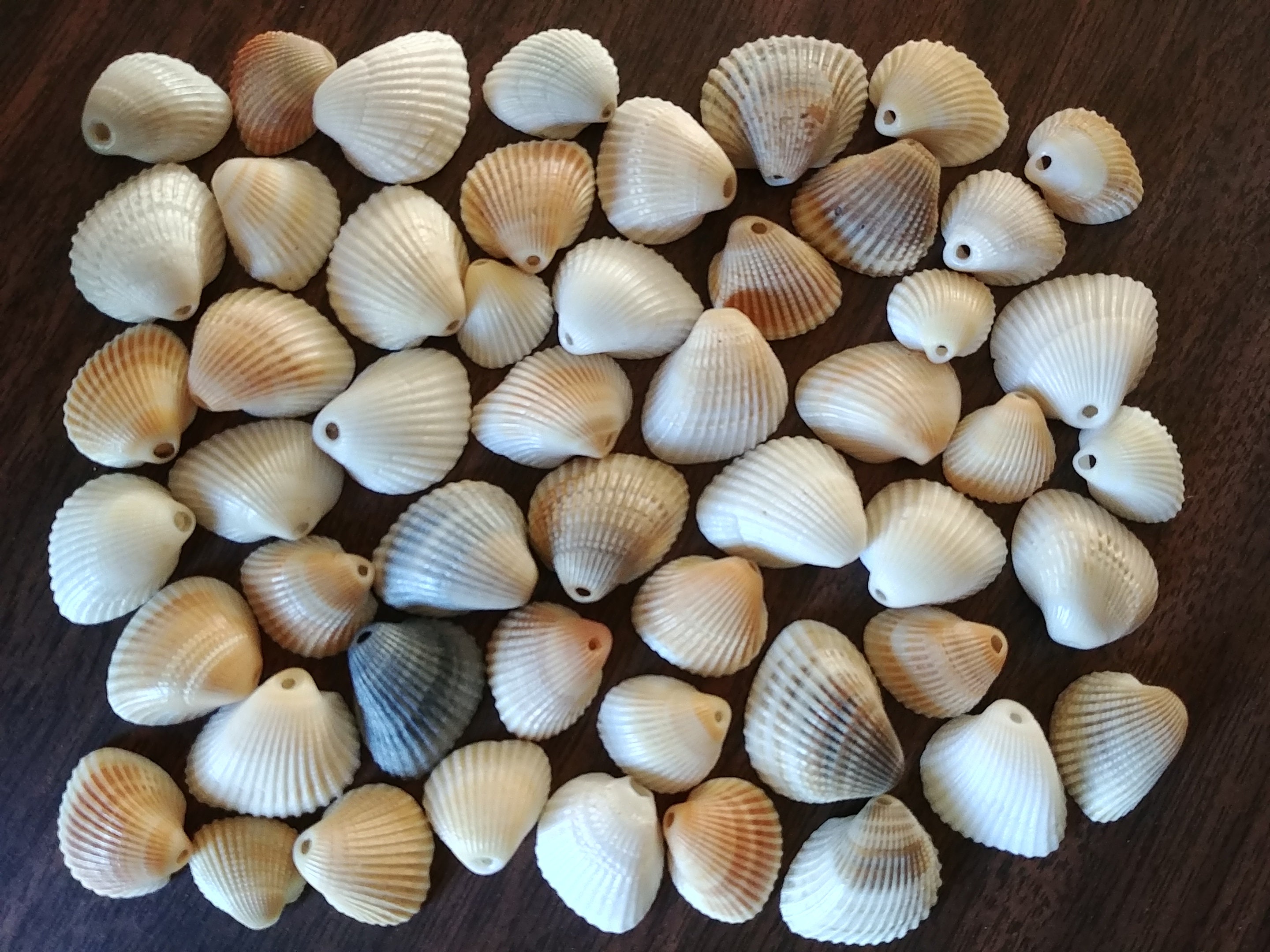 50 drilled ark clam Seashells 1/2 1 wide | Etsy