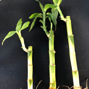 Lucky Bamboo Stalks-single Stalk per Order; 3-4 Sizes Available - Etsy