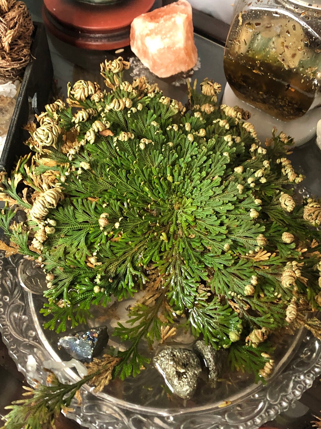 Rose of Jericho Resurrection Plant(roj), Magical Dinosaur Fern; Read ...