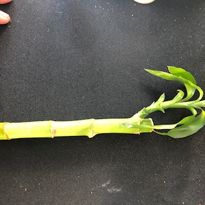 Lucky Bamboo Stalks-single Stalk per Order; 3-4 Sizes Available - Etsy