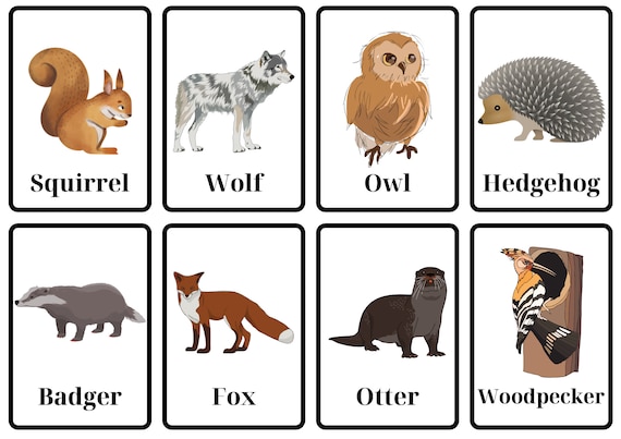 Woodland Animal Flashcards - Etsy