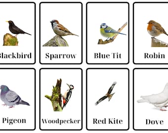 Bird Flashcards - Etsy