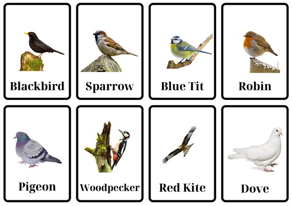 Birds Flashcard Flashcards Flashcards For Kids Learning English For