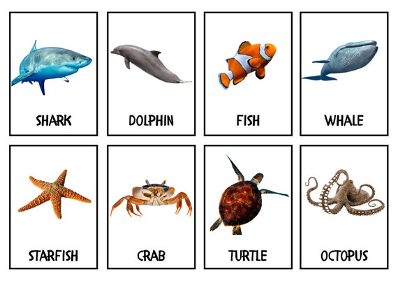 Real Sea Animals