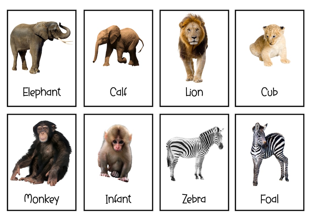Safari Offspring Matching Flashcards Flashcards Animals - Etsy