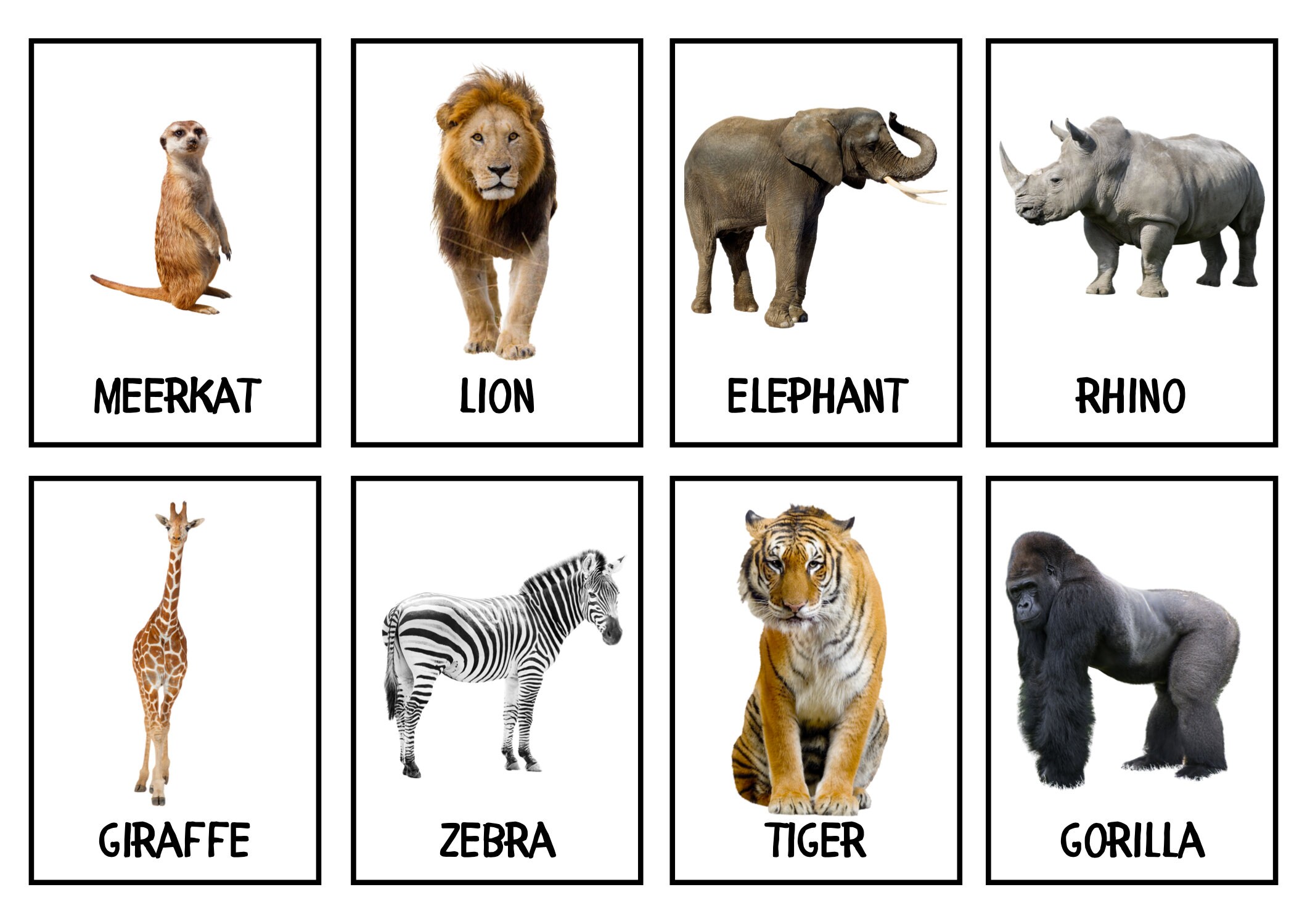 Realistic Safari Animal Flashcards Safari Animal Flashcards - Etsy ...