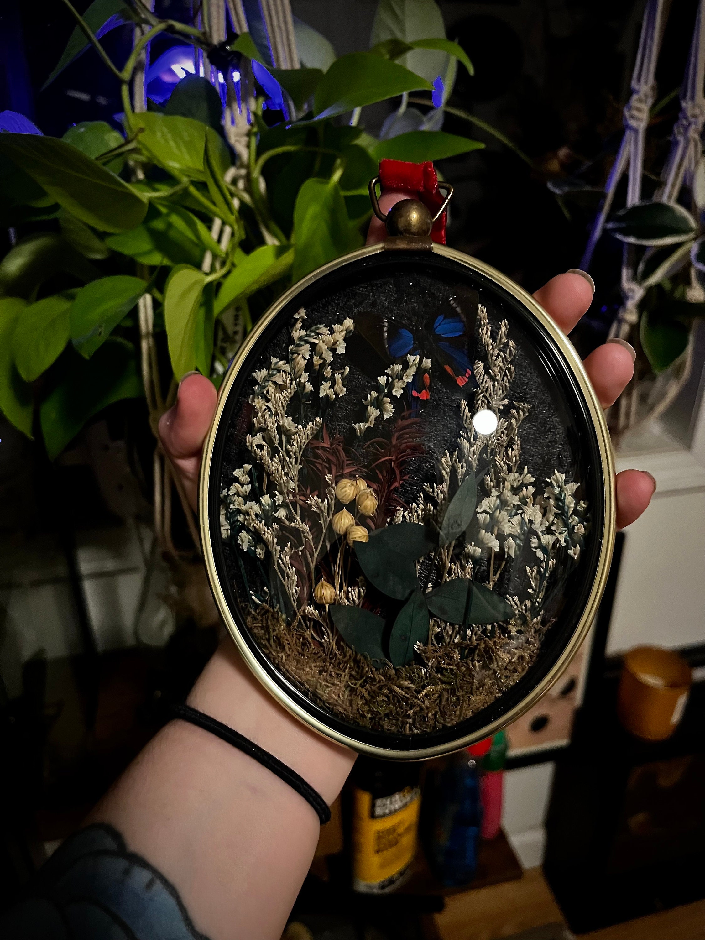 Small Vintage Bubble Glass Frame With Rhetus Periander - Etsy