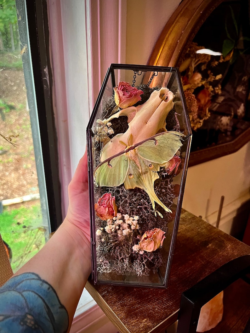 Glass Coffin Shadowbox With Luna Moth / Fox Skull / Black Moss / Dried Flowers - Etsy