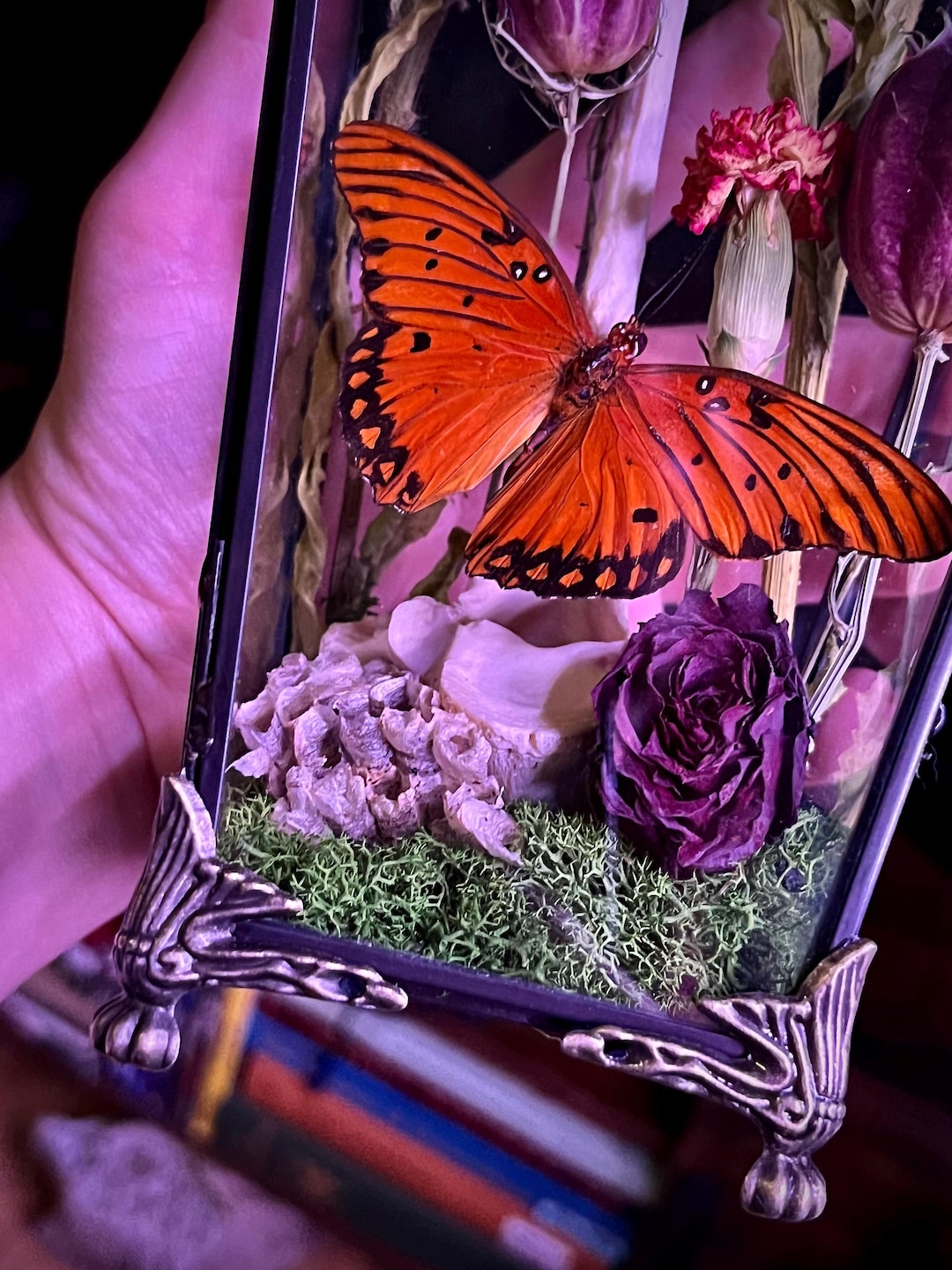 Footed Glass Coffin Shadowbox With Gulf Fritillary Butterfly ...