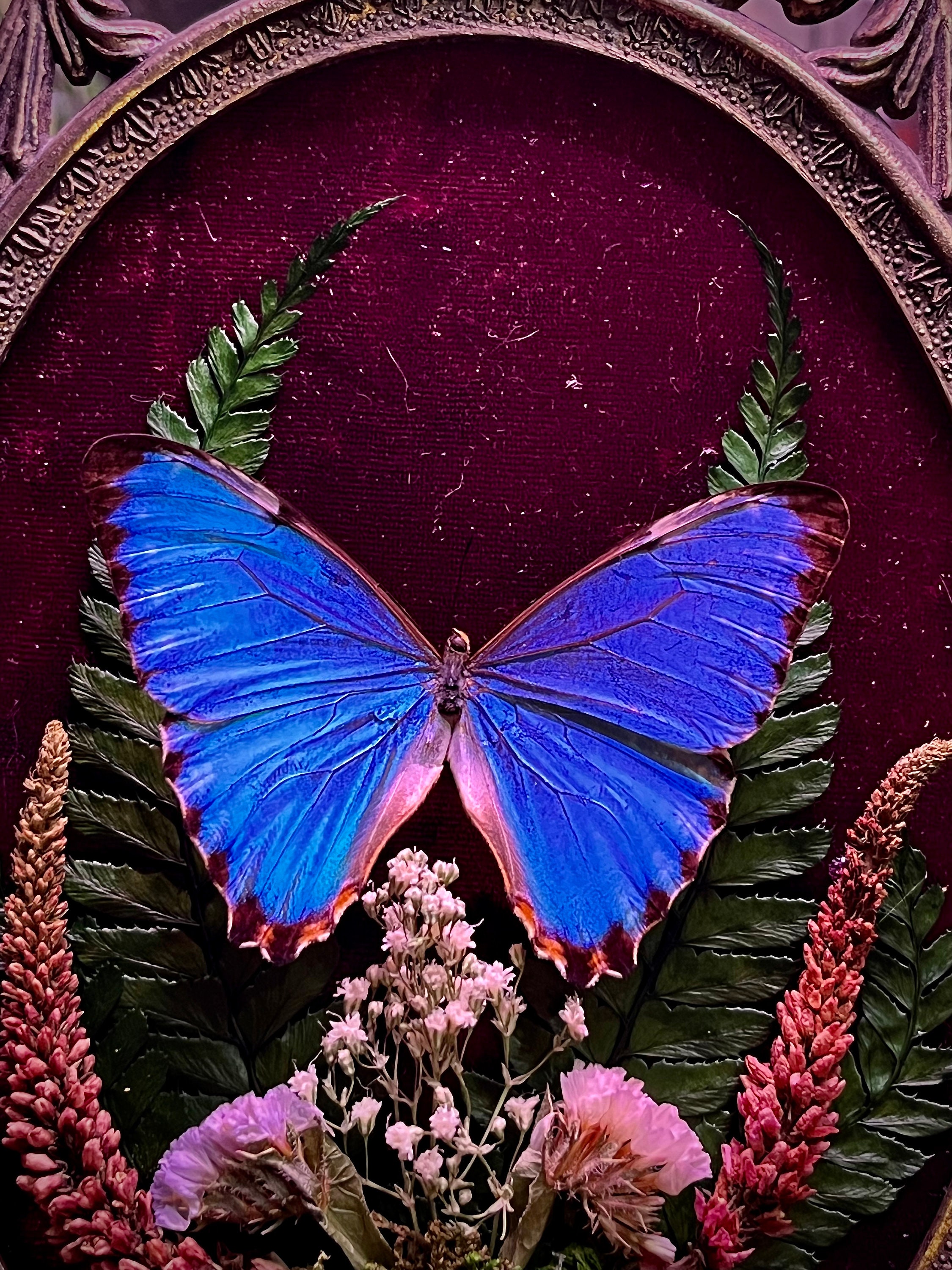 Vintage Bubble Glass Frame With Morpho Portis / Dried Flowers - Etsy