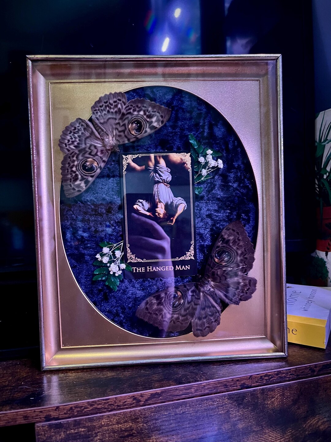 Large Vintage Mcm Shadowbox Frame With a Pair of Vietnamese Owl Moths ...