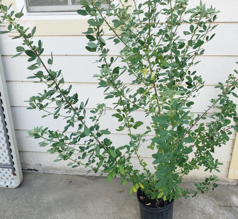 Chipilin or Chipil Seed 200 Seeds for 12 Dollar - Etsy