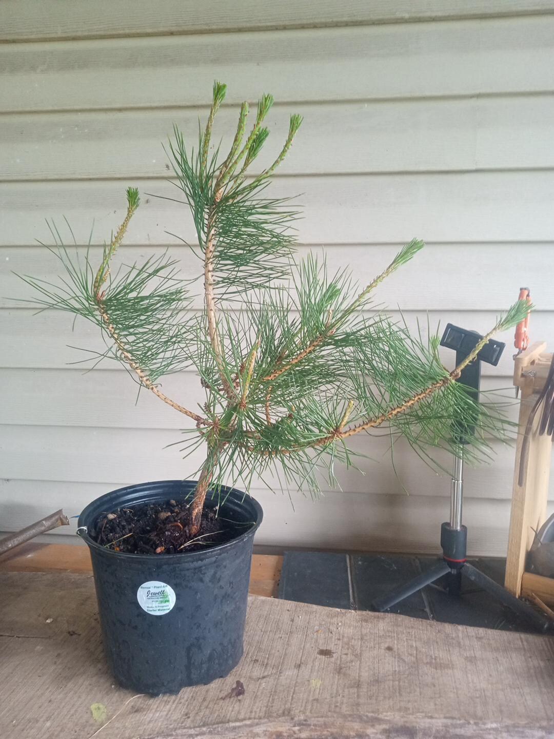 Japanese Black Pine Bonsai Material - Etsy