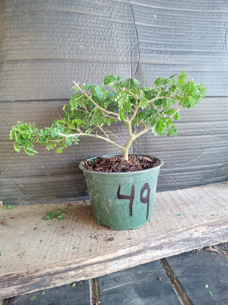 Brazilian Raintree Bonsai - Etsy