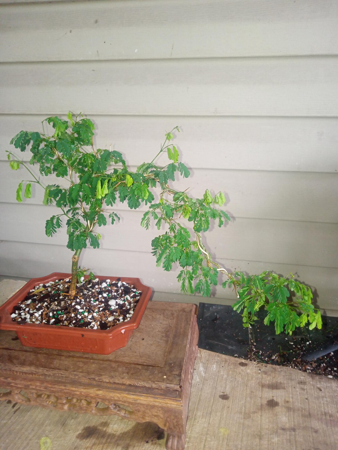 Brazilian Raintree Bonsai - Etsy
