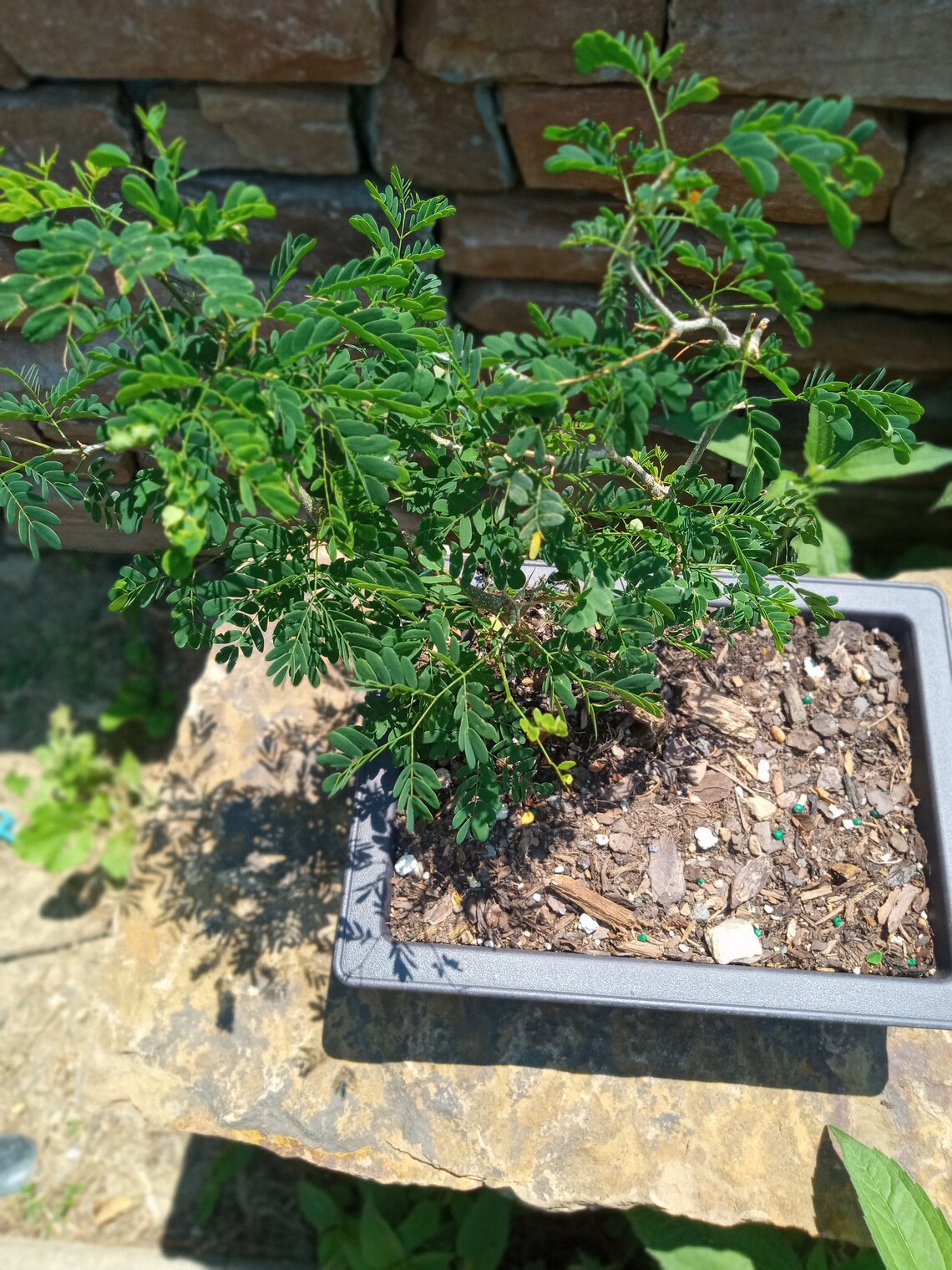 Brazilian Raintree Bonsai - Etsy