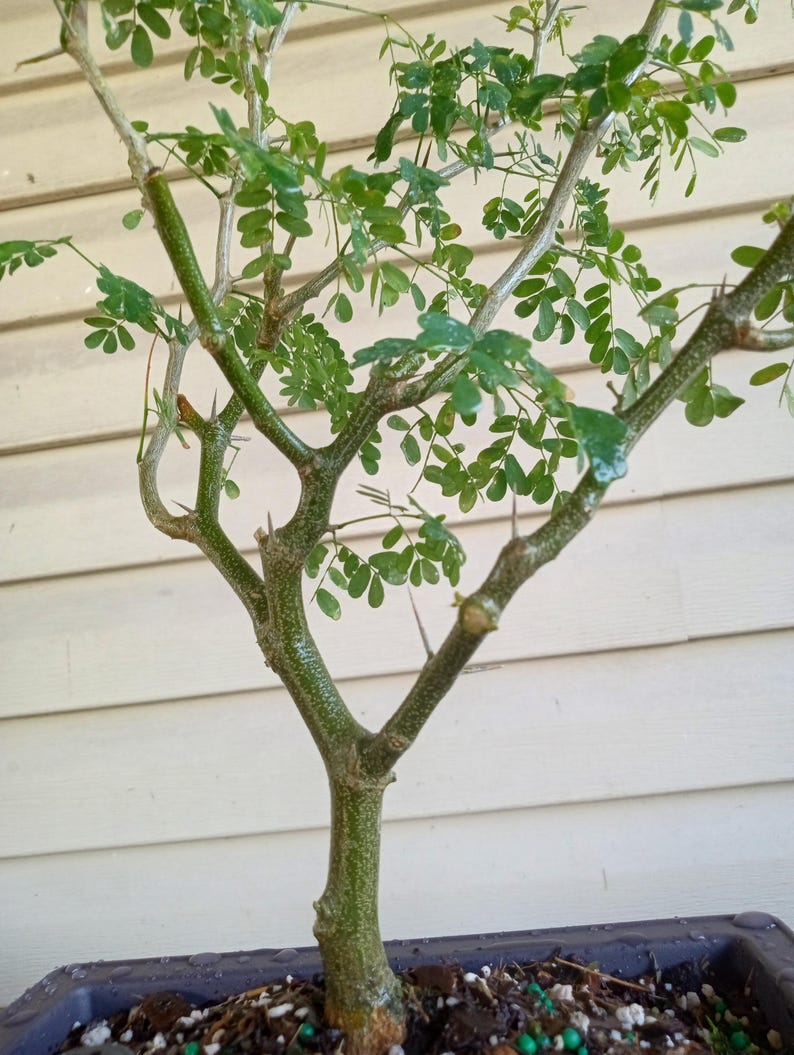 Brazilian Raintree Bonsai - Etsy
