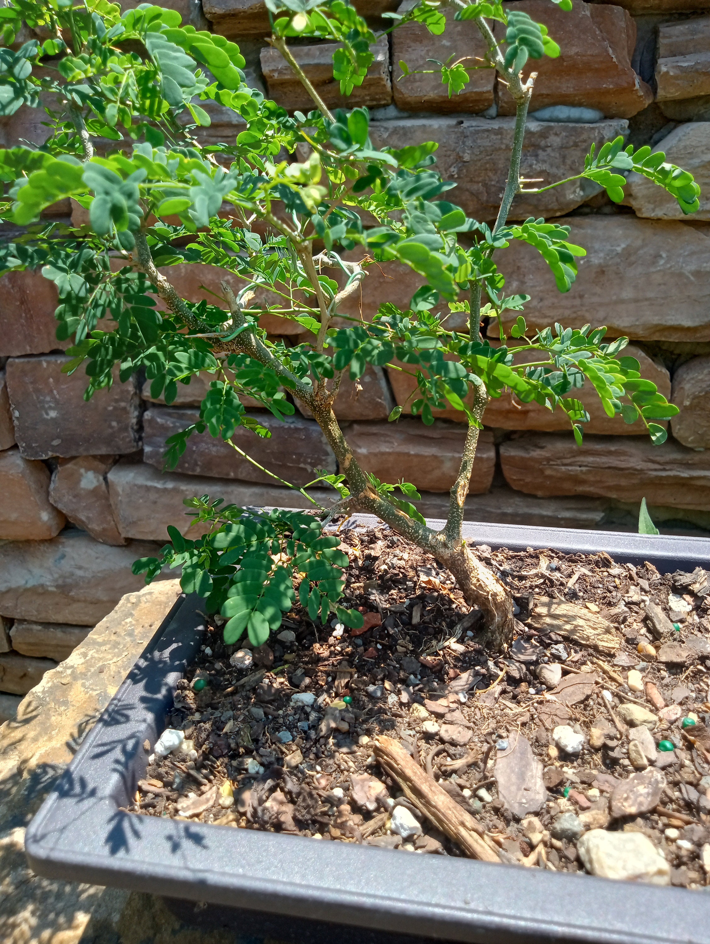 Brazilian Raintree Bonsai - Etsy