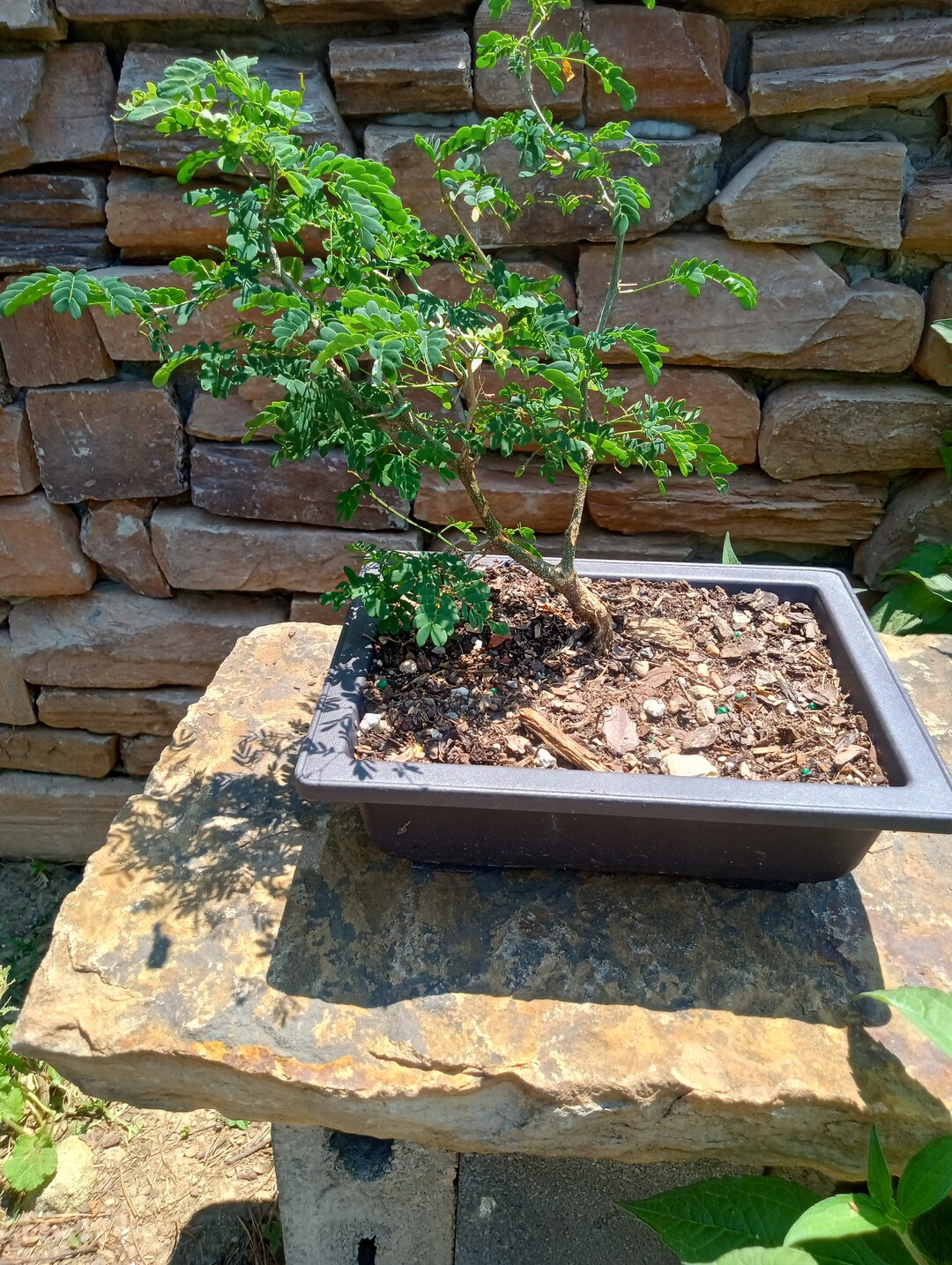 Brazilian Raintree Bonsai - Etsy