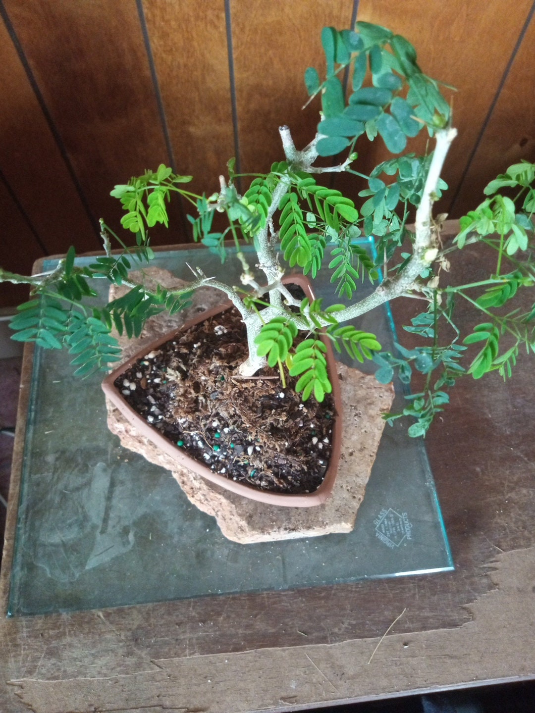 Brazilian Raintree - Etsy