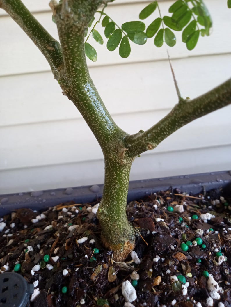 Brazilian Raintree Bonsai - Etsy