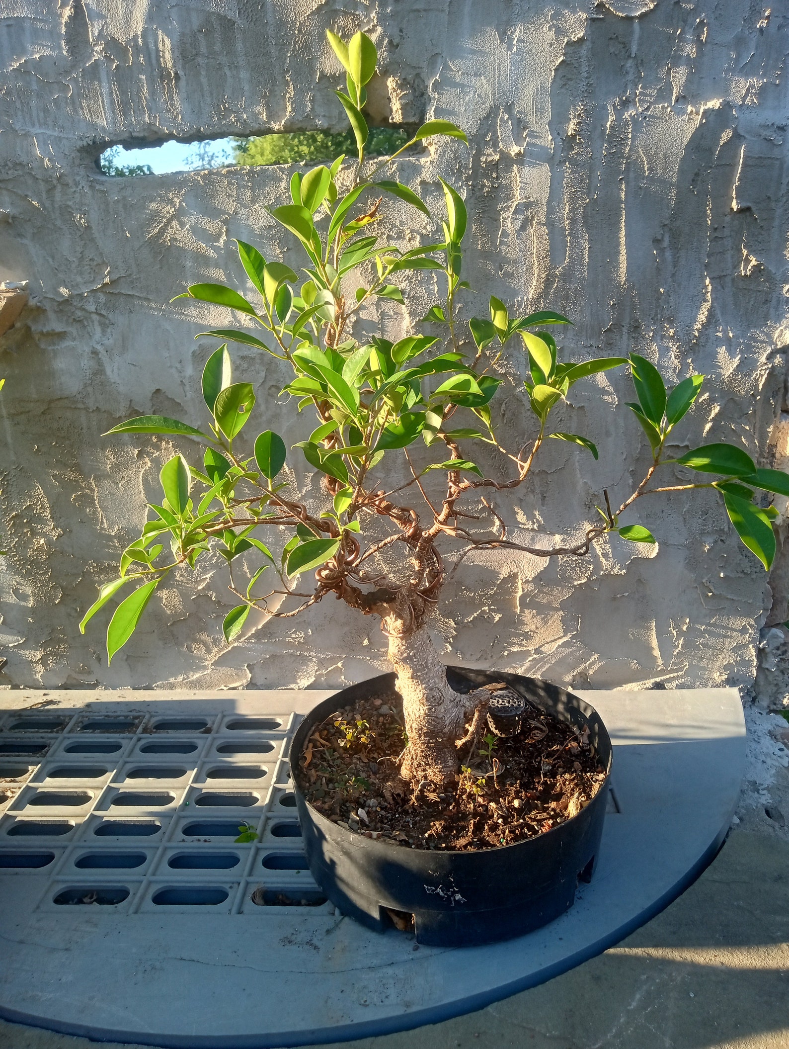 Ficus Retusa Bonsai in Training - Etsy