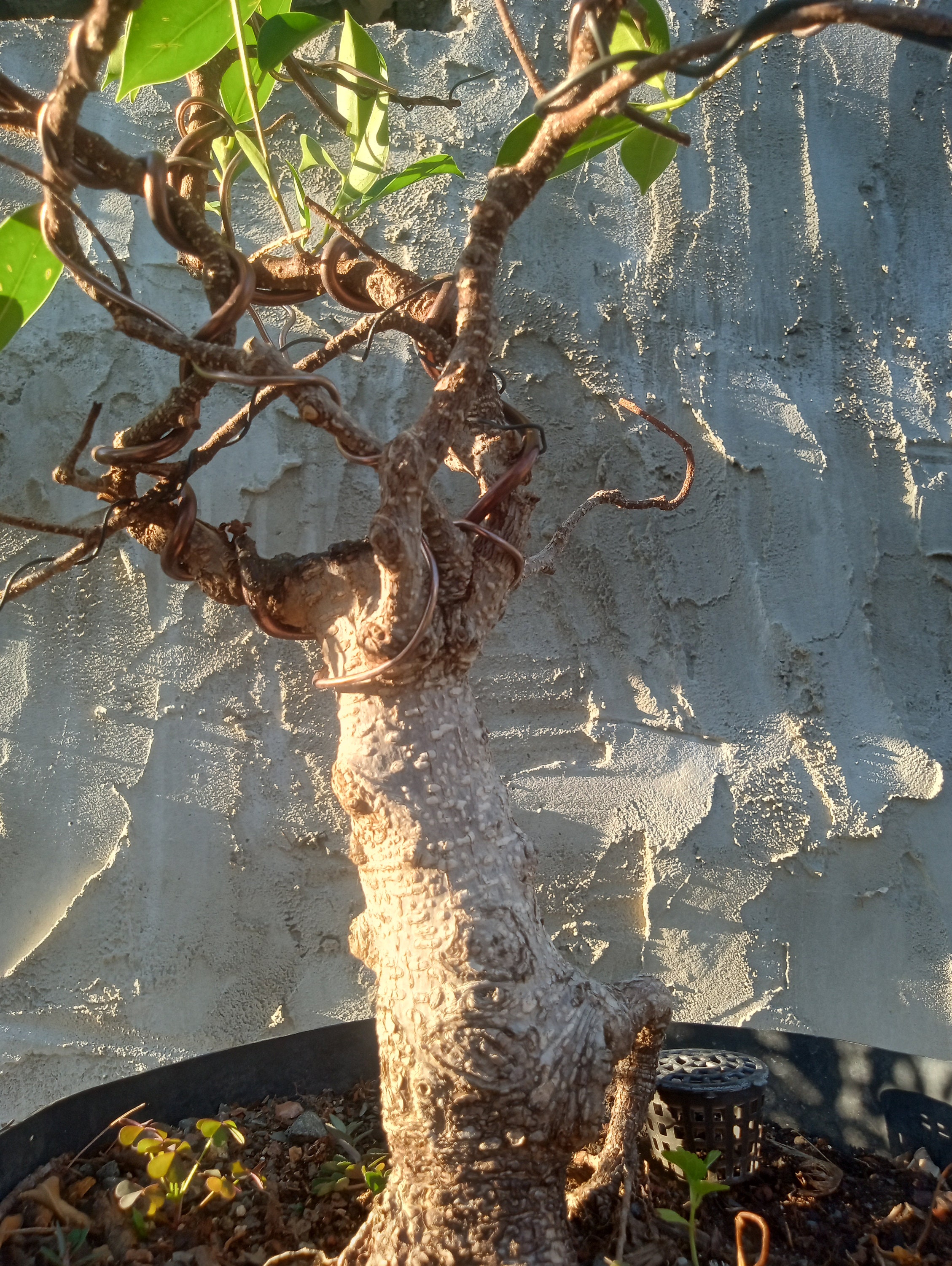 Ficus Retusa Bonsai in Training - Etsy