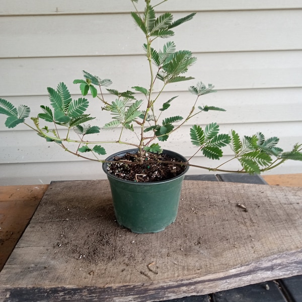 Sensitive Plant - Etsy