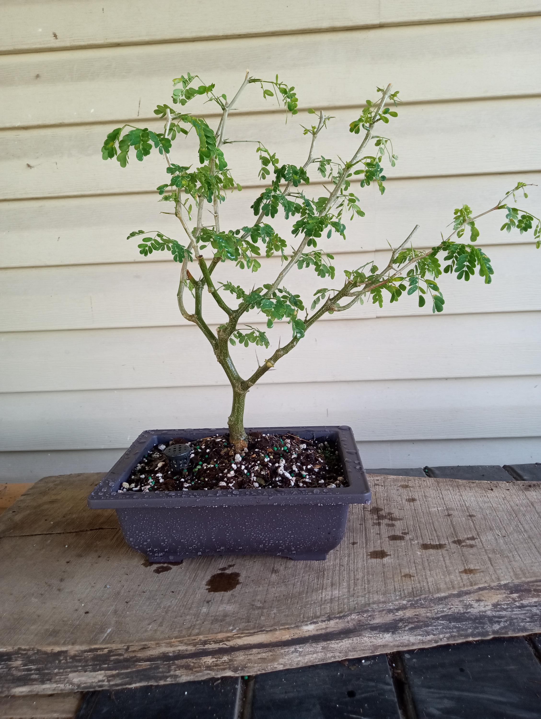 Brazilian Raintree Bonsai - Etsy