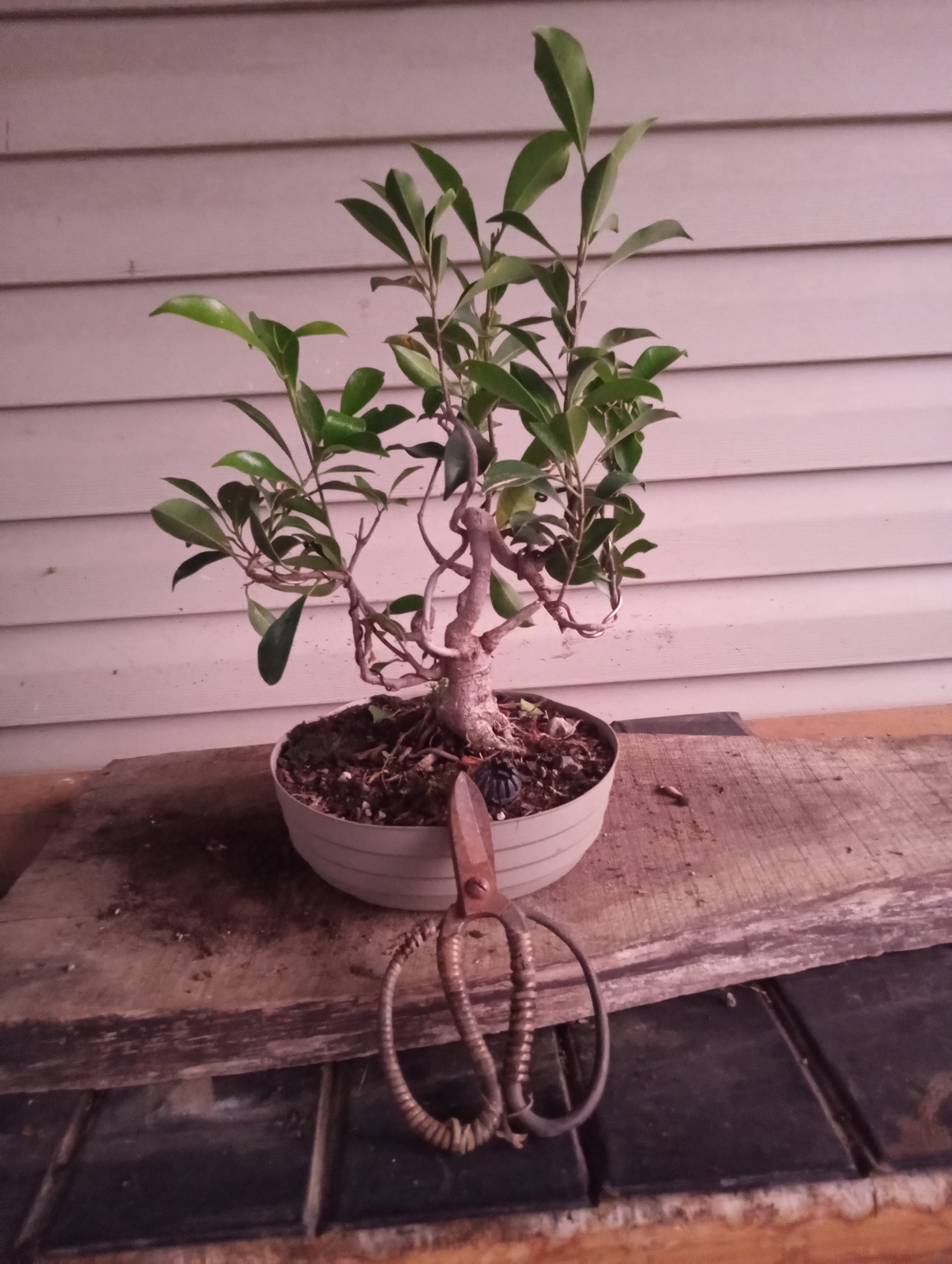 Trained Ficus Microcarpa - Etsy