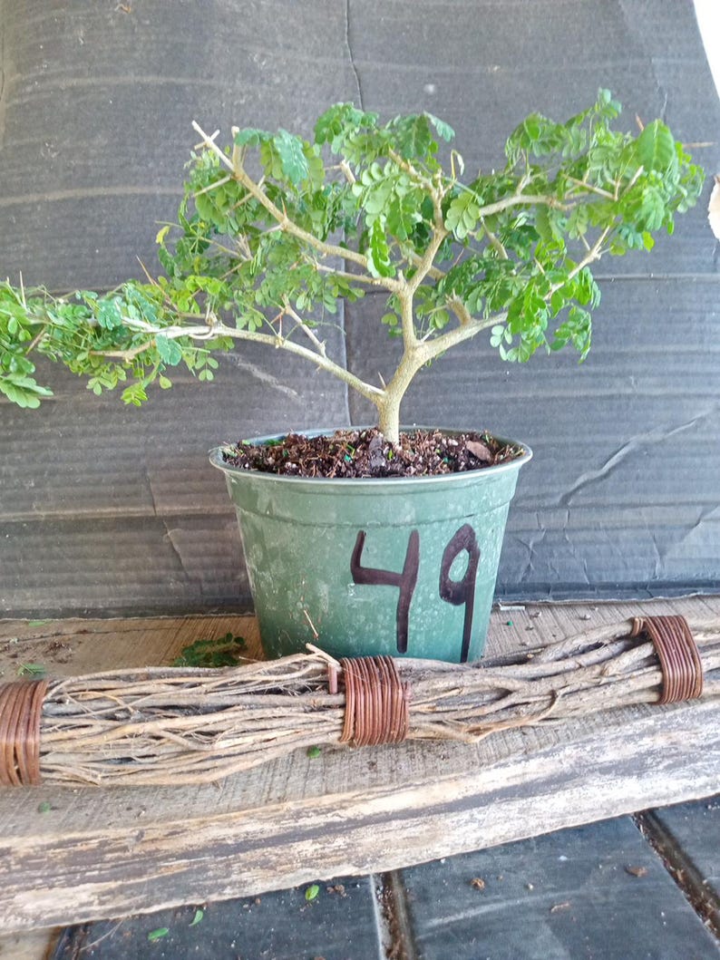 Brazilian Raintree Bonsai - Etsy