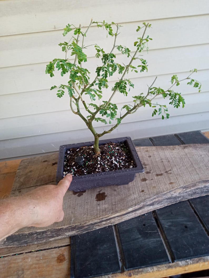 Brazilian Raintree Bonsai - Etsy