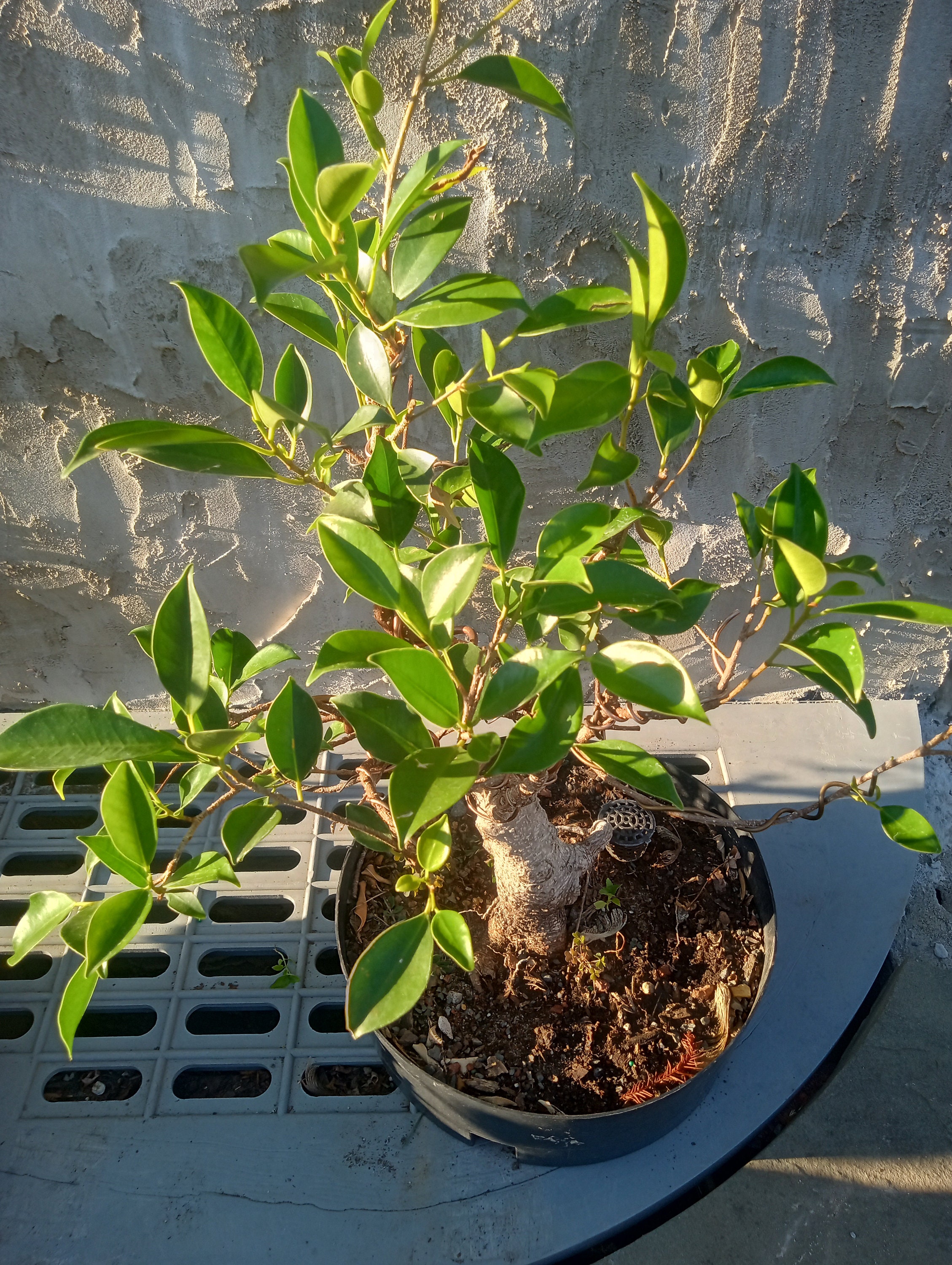 Ficus Retusa Bonsai in Training - Etsy