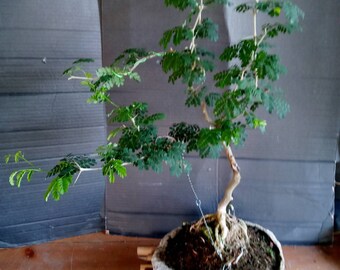 Brazilian Raintree - Etsy