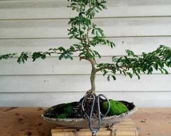 Brazilian Raintree - Etsy