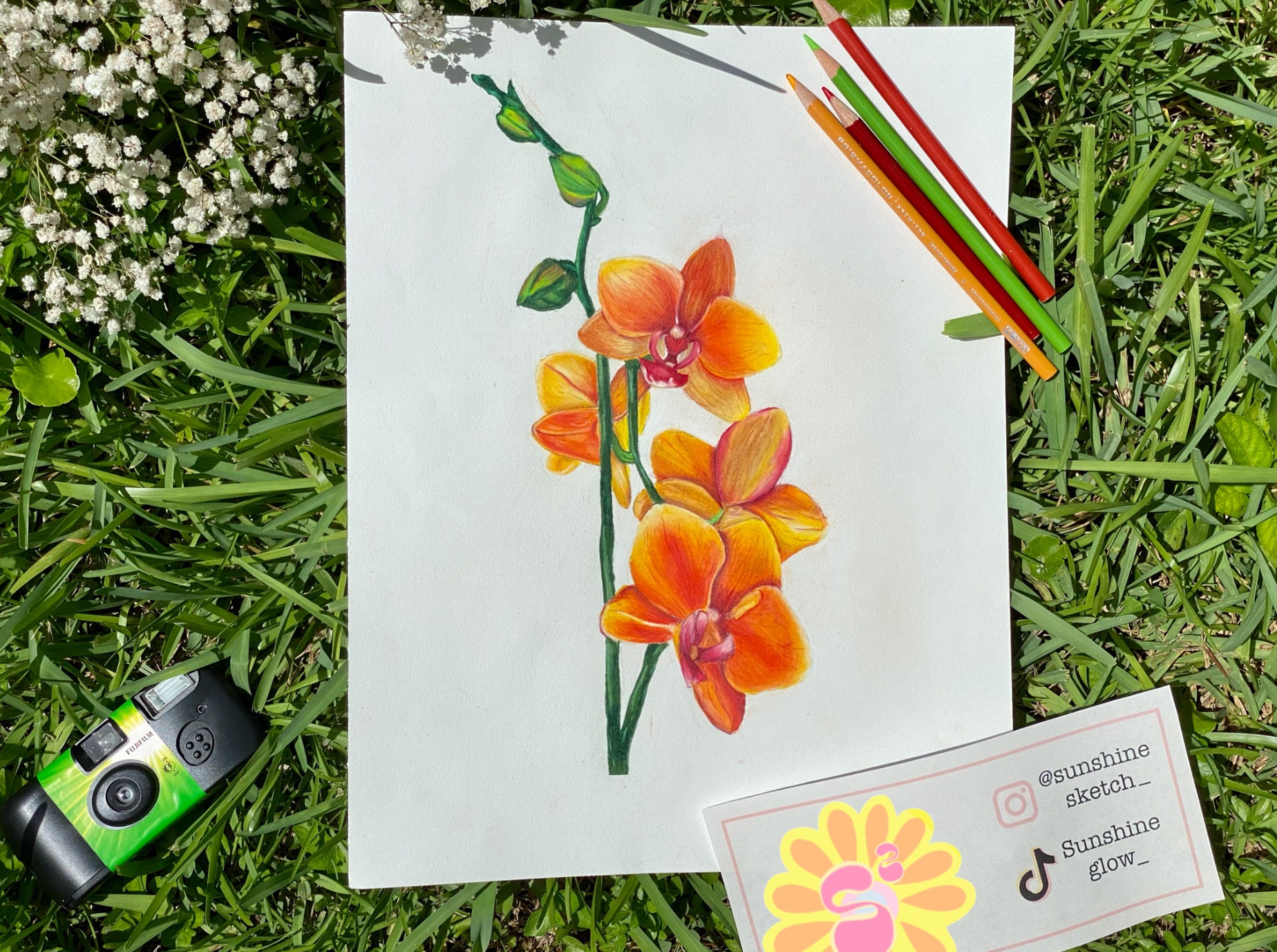 Pencil Drawings Orchids