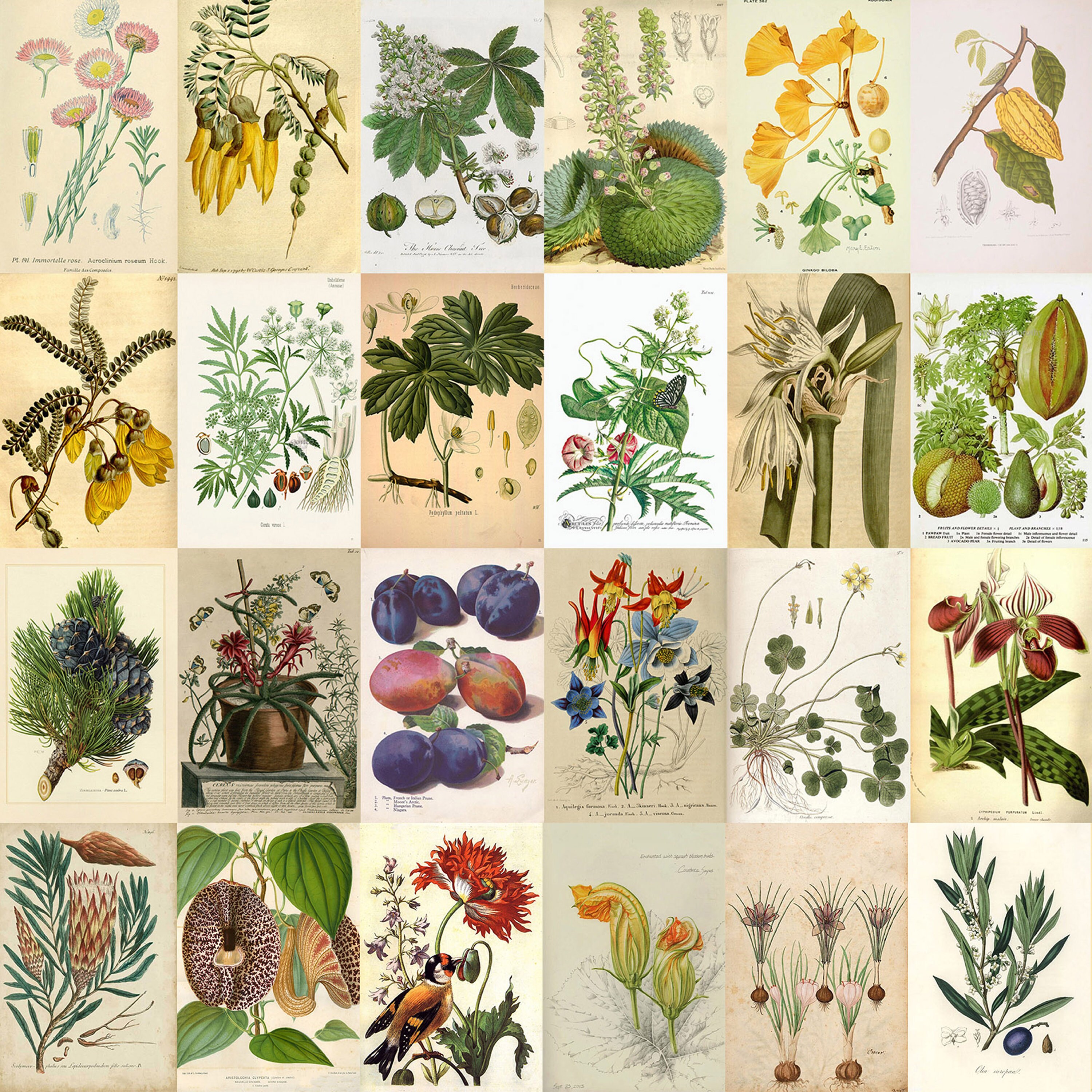 140 PCS Vintage Botanic Wall Collage Kit | Retro Aesthetic Photo ...