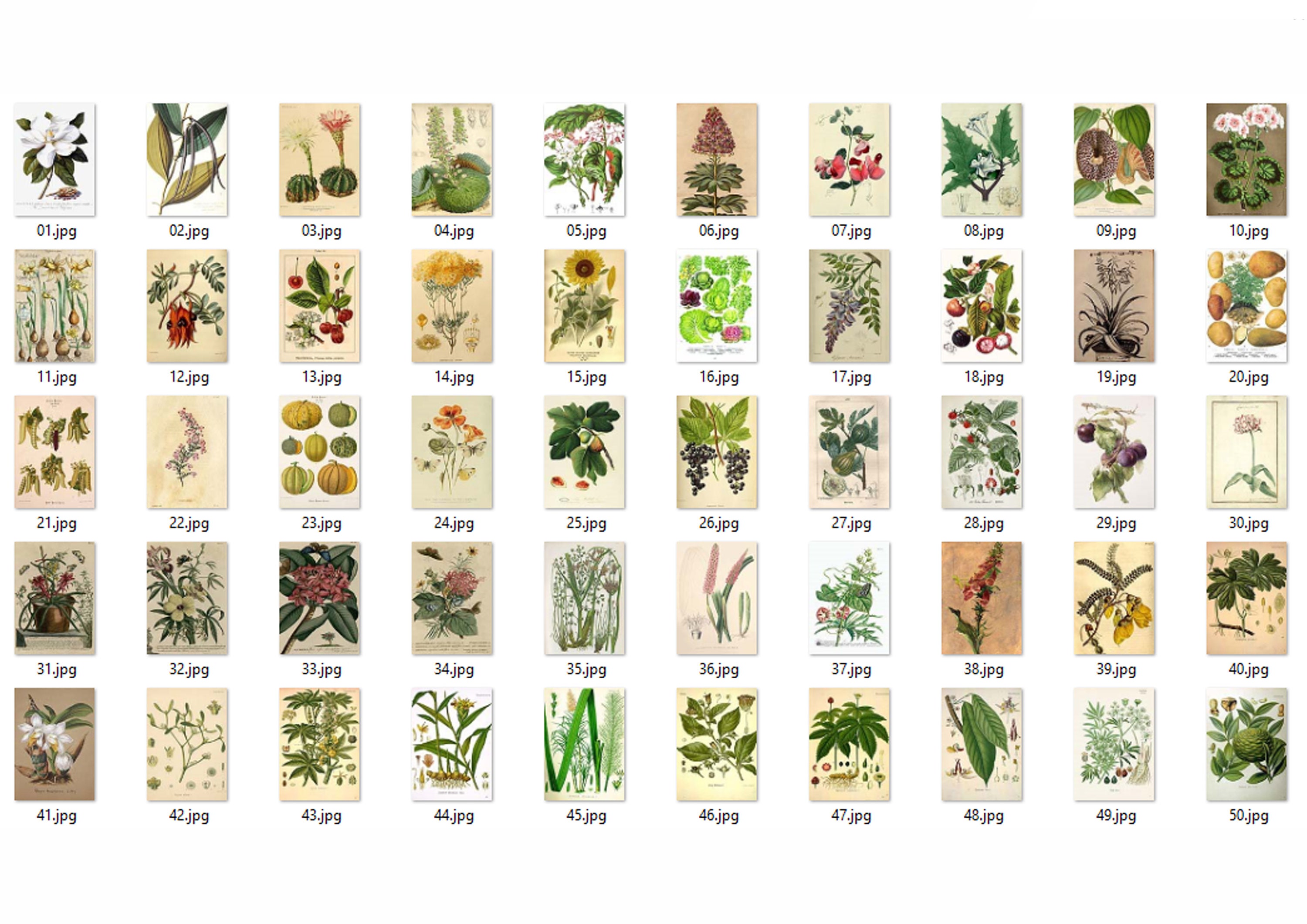 Vintage Botanical Posters Wall Collage Kit | Retro Style Printable Wall ...