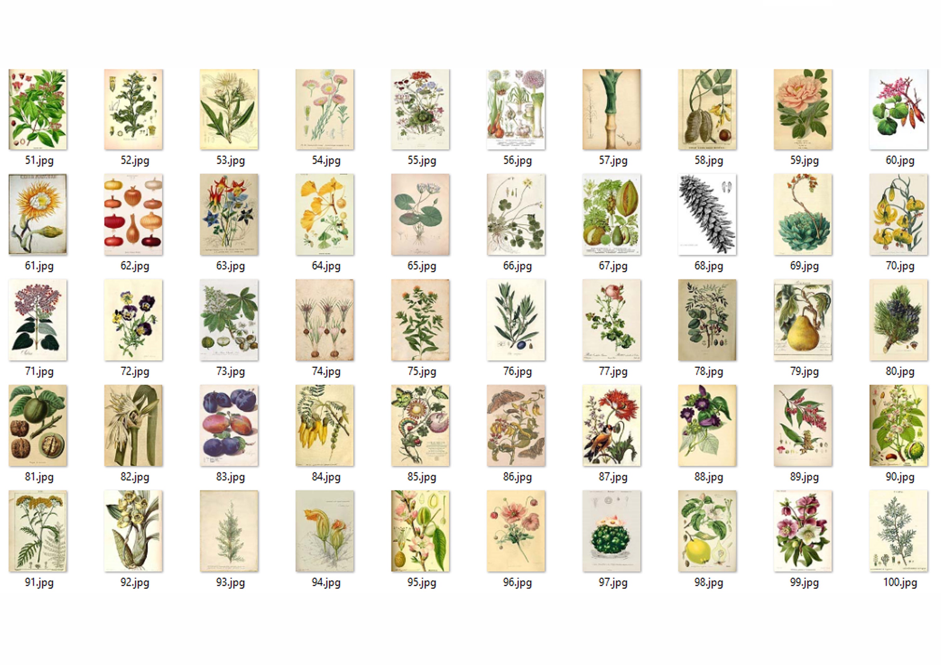 Vintage Botanical Posters Wall Collage Kit | Retro Style Printable Wall ...