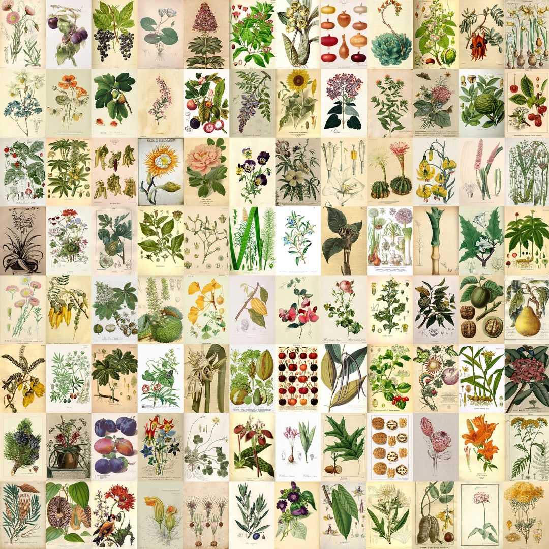 140 PCS Vintage Botanic Wall Collage Kit | Retro Aesthetic Photo ...