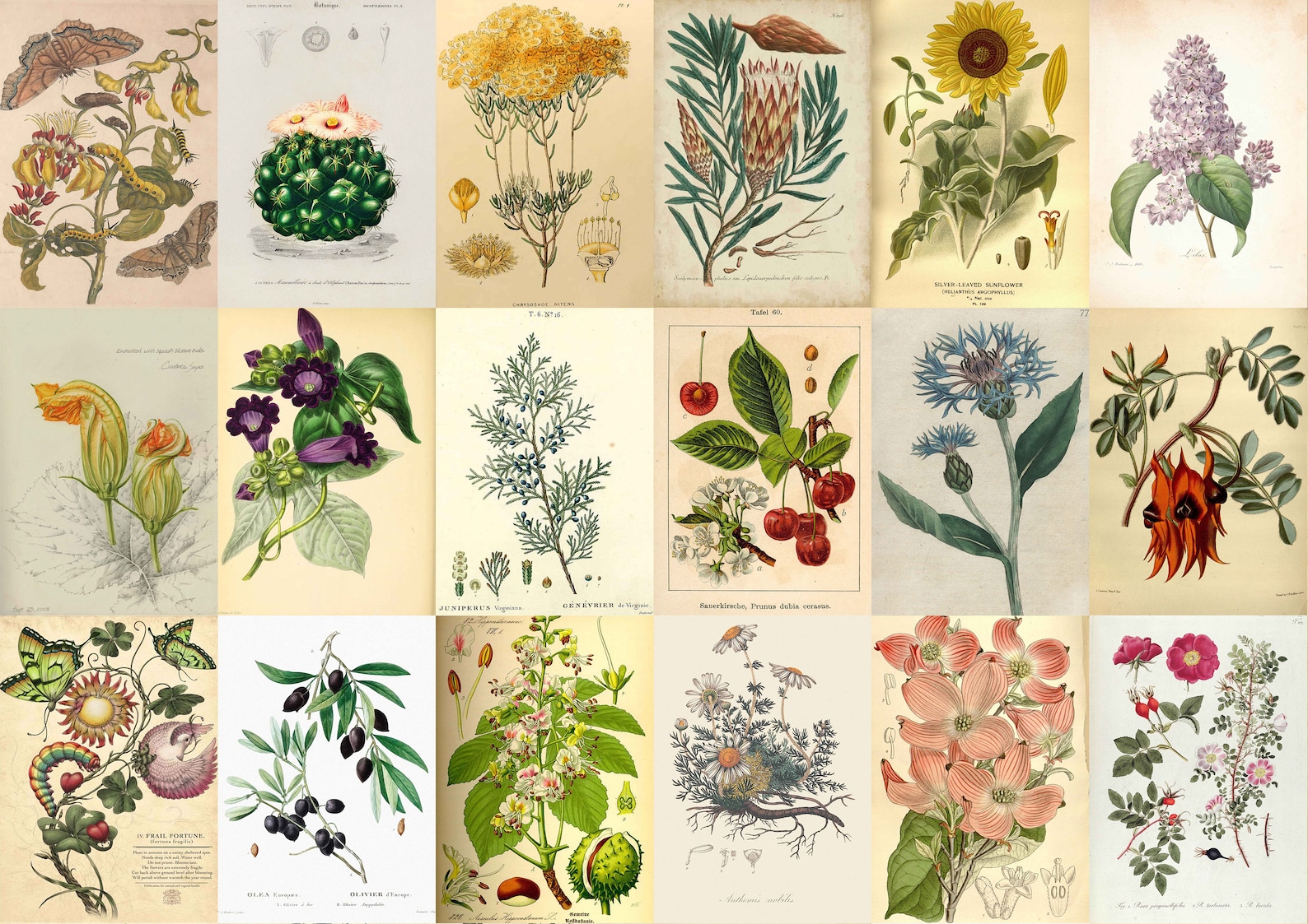 Vintage Botanical Posters Wall Collage Kit | Retro Style Printable Wall ...