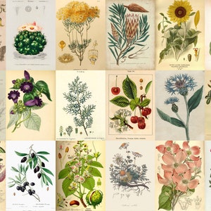 Vintage Botanical Posters Wall Collage Kit | Retro Style Printable Wall ...