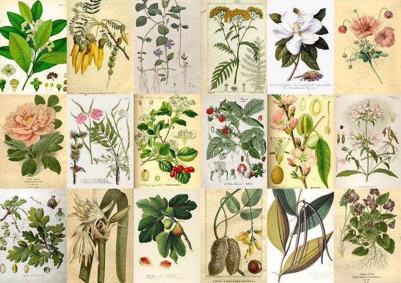 Vintage Botanical Posters Wall Collage Kit | Retro Style Printable Wall ...